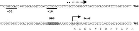 S 1 Nuclease Transcript Mapping Of Scot A S 1 Nuclease Mapping Of Download Scientific