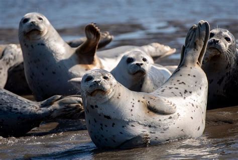 Просмотрите 70 идей на доске «seal и на тему «тюлень морские котики животные милые