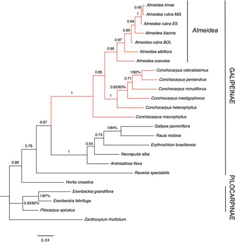 Majority Rule Consensus Tree Estimated Using Bayesian Inference