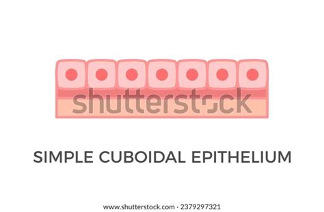 9 Thousand Cuboid Royalty Free Images Stock Photos Pictures Shutterstock