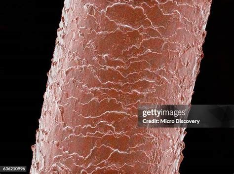 Human Hair Under Microscope
