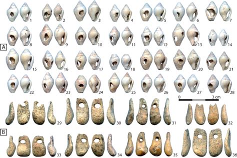 Some Of The Columbella Rustica Shells And Red Deer Canines