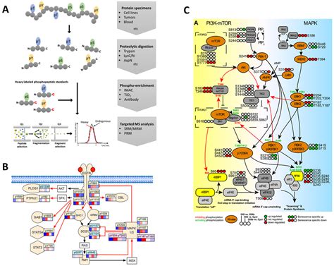 Molecules Free Full Text Targeted Quantification Of Protein