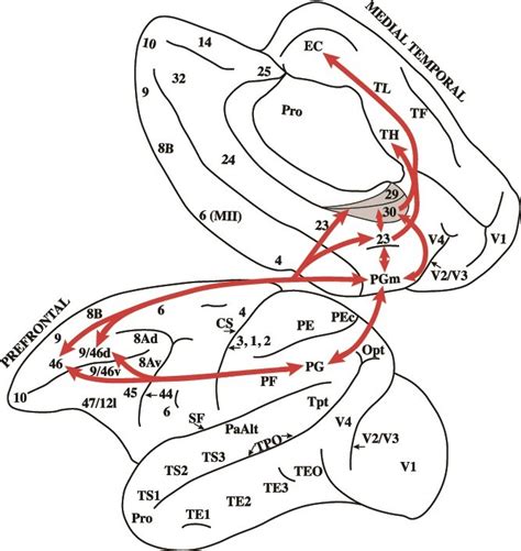 Interaction Of The Dorsolateral Prefrontal Cortex With The Precuneal