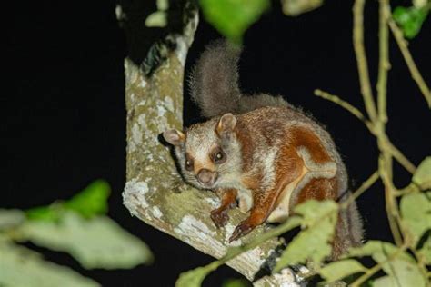 Different Types Of Flying Squirrels Species With Photos