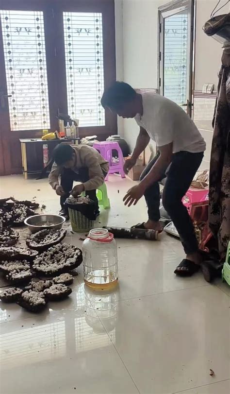 男子用虎头蜂泡酒时出现意外 好友秒变逃亡搭档