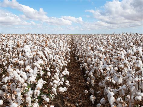 Cotone Biologico Naturale Coltivato Eticamente Cft Masserini