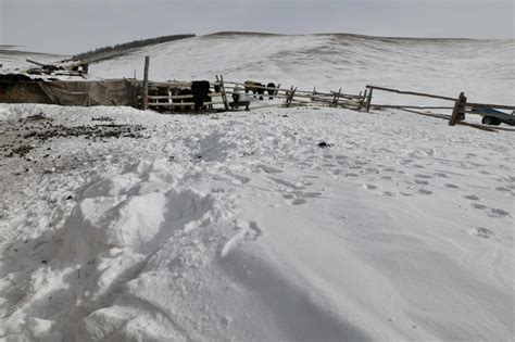 2024 оны нэгдүгээр сард 454 мянга орчим бод мал хорогджээ