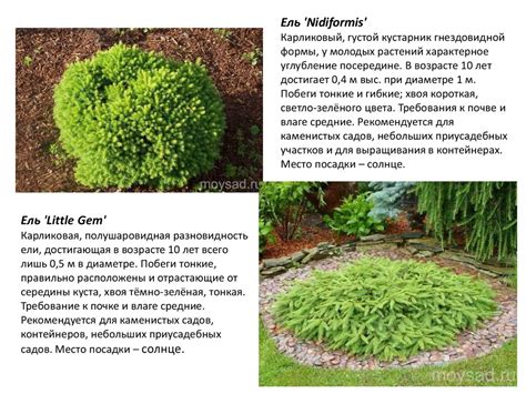 Ассортимент хвойных растений для озеленения в Сибири презентация онлайн