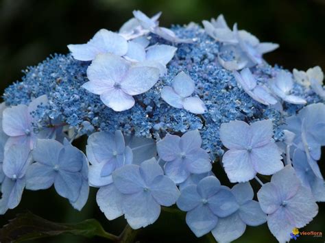 Hydrangea Blue Deckle Mercervale Daffodils And Nursery