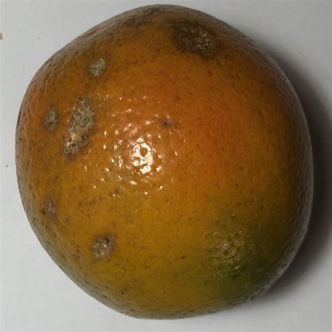 Canker Object Detection Object Detection Dataset By Canker Object Detection