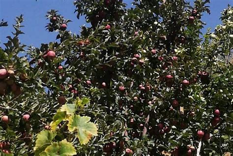 جاذبية الدولة المهترئة تُسقط تفاح لبنان وتُنزل المزارعين إلى جهنّم