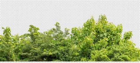 Green Trees On Transparent Background Are Forest And Foliage In Summer