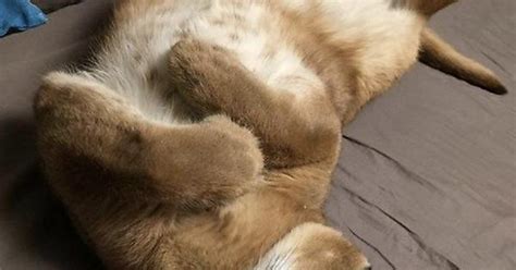 Floppa Album On Imgur