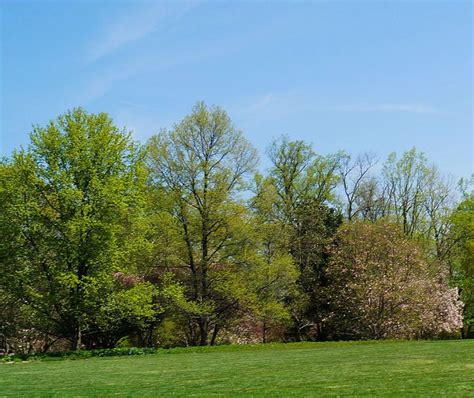 Tree Roots In Sewer Systems Tips From City Sewer Of Midland