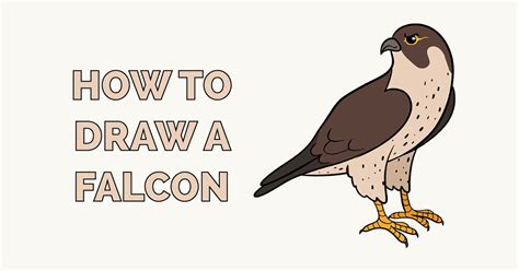 How To Draw A Falcon Step By Step Easy