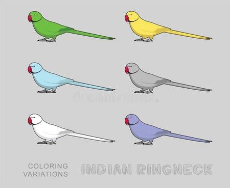 Indian Ringneck Parrot Talking Birds Coloring Variations Vector