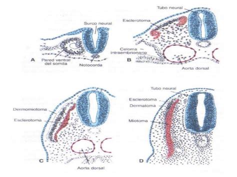 Embriología Sistema Muscular