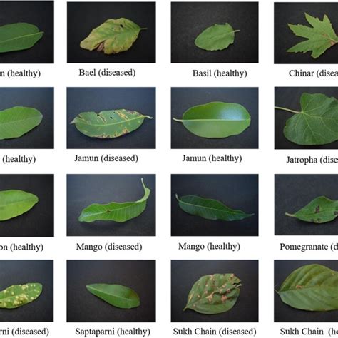 The Architecture Of The Resnet‐101 Model Download Scientific Diagram