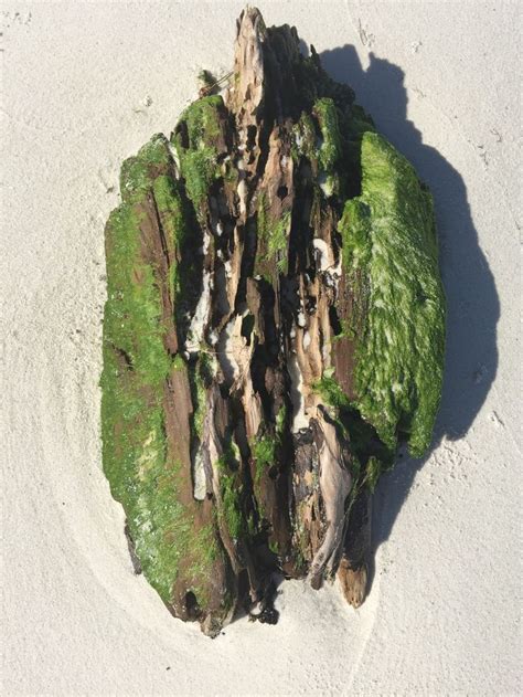 Driftwood And Algae Art Tutorial