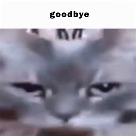 Goodbye Cat  Goodbye Cat Cute Discover And Share S