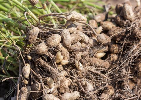 Cultivo De Maní Una Alternativa Sustentable Y De Gran Rentabilidad Suena A Campo