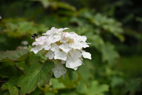 5 Must Grow Dwarf Hydrangea Cultivars For A Narrow Border Or Garden Bed Horticulture Magazine