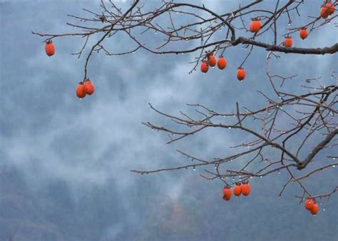 冬の残り柿 風景写真