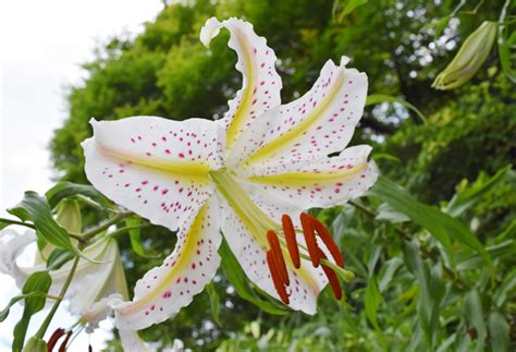 鳳来ユリ開花 東日新聞