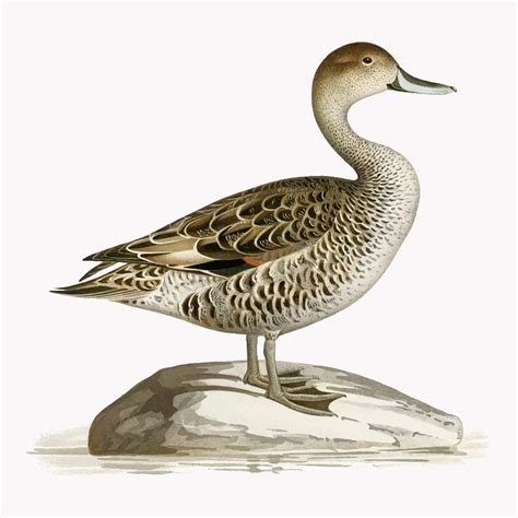 Pintail Images | Free Photos, PNG Stickers, Wallpapers & Backgrounds ...