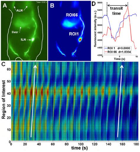 Nir Fluorescence Image A Media 1 Of The Lymphatics In A Nude Mouse