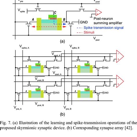 A Schematic Of The Proposed Skyrmionic Synaptic Device To Mimic A Download Scientific