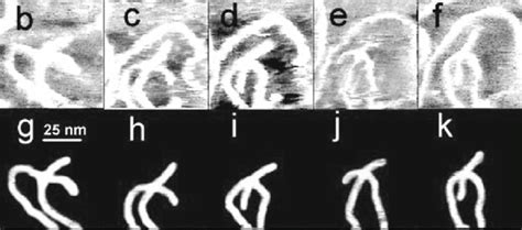 Time Lapse Images Illustrating Dynamics Of Cruciforms Formed Within