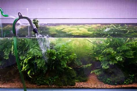 Water Parameters Everything About Kh In Shrimp Tank Shrimp And Snail Breeder