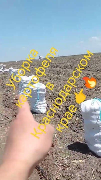 Уборка картофеля 🥔 в Краснодарском крае Youtube