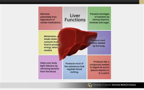 Liver Function Tests Flashcards Quizlet
