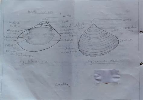 Bivalve Identification