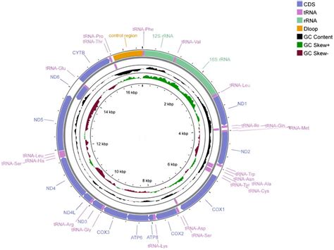 Circular Map Of The Mitochondrial Genome Of S Gulinensis Download Scientific Diagram