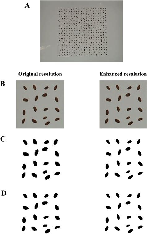 output of image segmentation for extracting grains and fitting the best