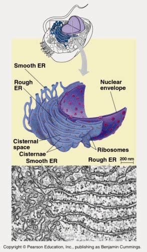 Cell Structure And Function Flashcards Quizlet