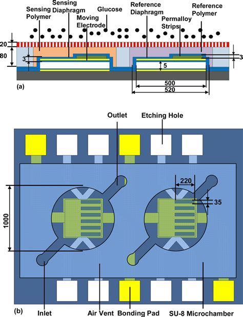 Schematic Of The Mems Differential Glucose Sensor A Side View And Download Scientific