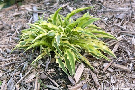 1000 Images About Mini Hostas On Pinterest
