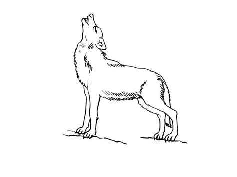 Coloriage Loup Coloriage Loups Coloriages Animaux