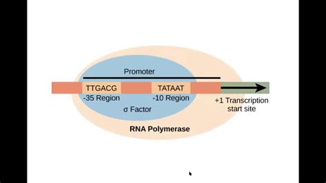 Transcription Part 2x YouTube