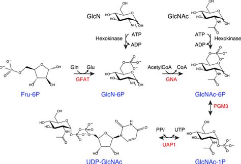 A Missense Mutation In A Patient With Developmental Delay Affects The