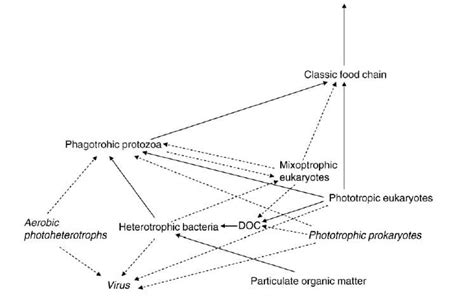 Microbial Loop