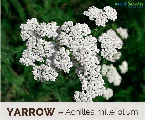 Common Yarrow Flowers Benefits At Indiana Schneider Blog