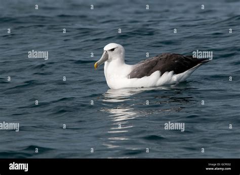 Shy Mollymawk Swimming On The Pacific Ocean Near The Coast Of Kaikoura