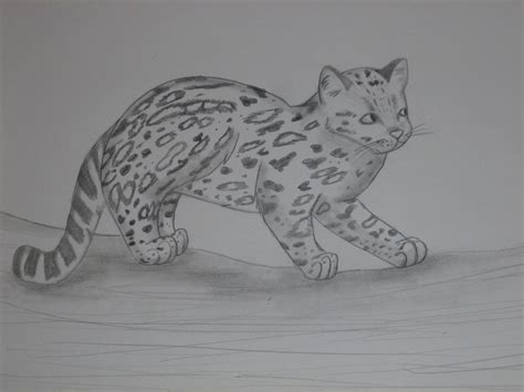 Ocelot Drawing D By EpicTwizzy On DeviantArt