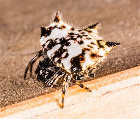 Gambar Margasatwa Serangga Dekat Fauna Invertebrata Merapatkan Labah Labah Berbulu